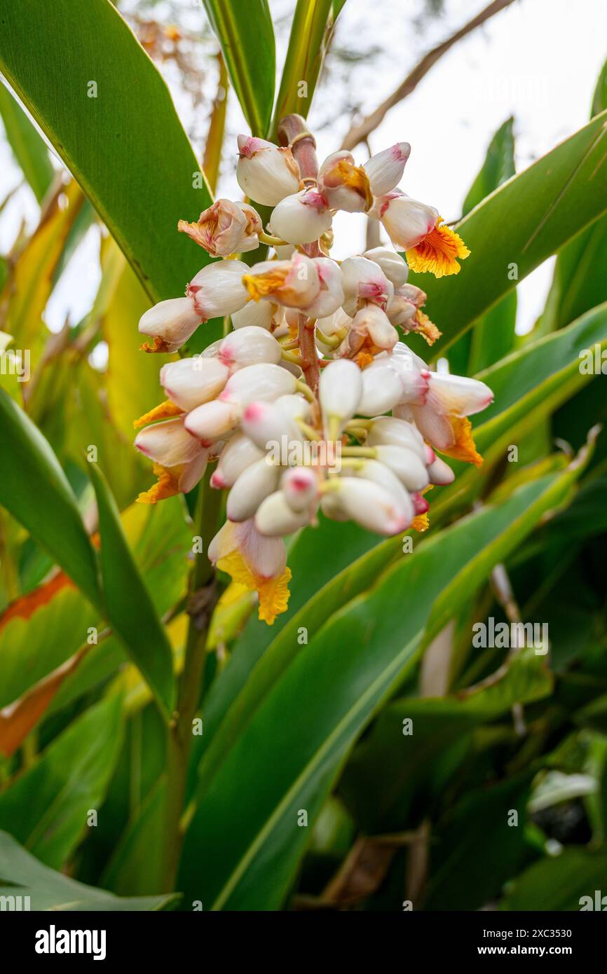 Pink flower ginger plant zingiberaceae hi-res stock photography and ...