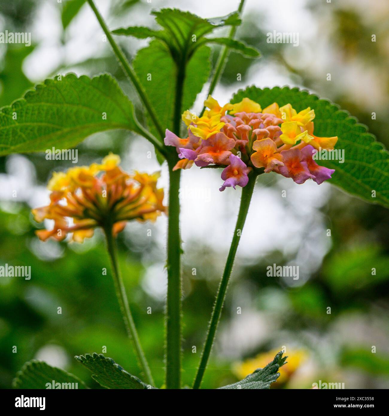 Lantana shrub verbenas lantanas flowers hi-res stock photography and ...