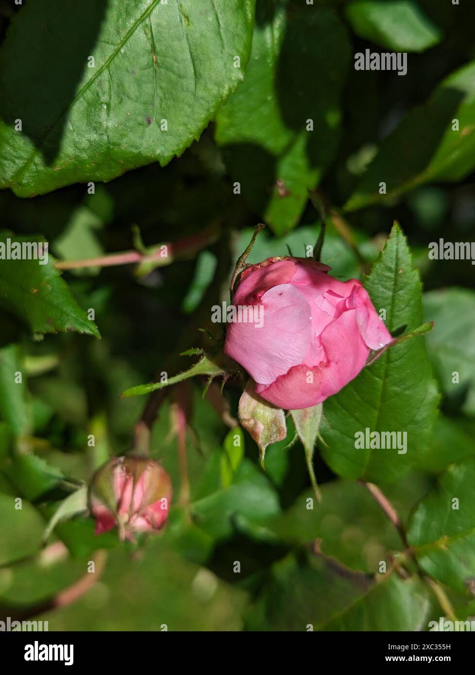 Garden rose on sunny spring hi-res stock photography and images - Alamy