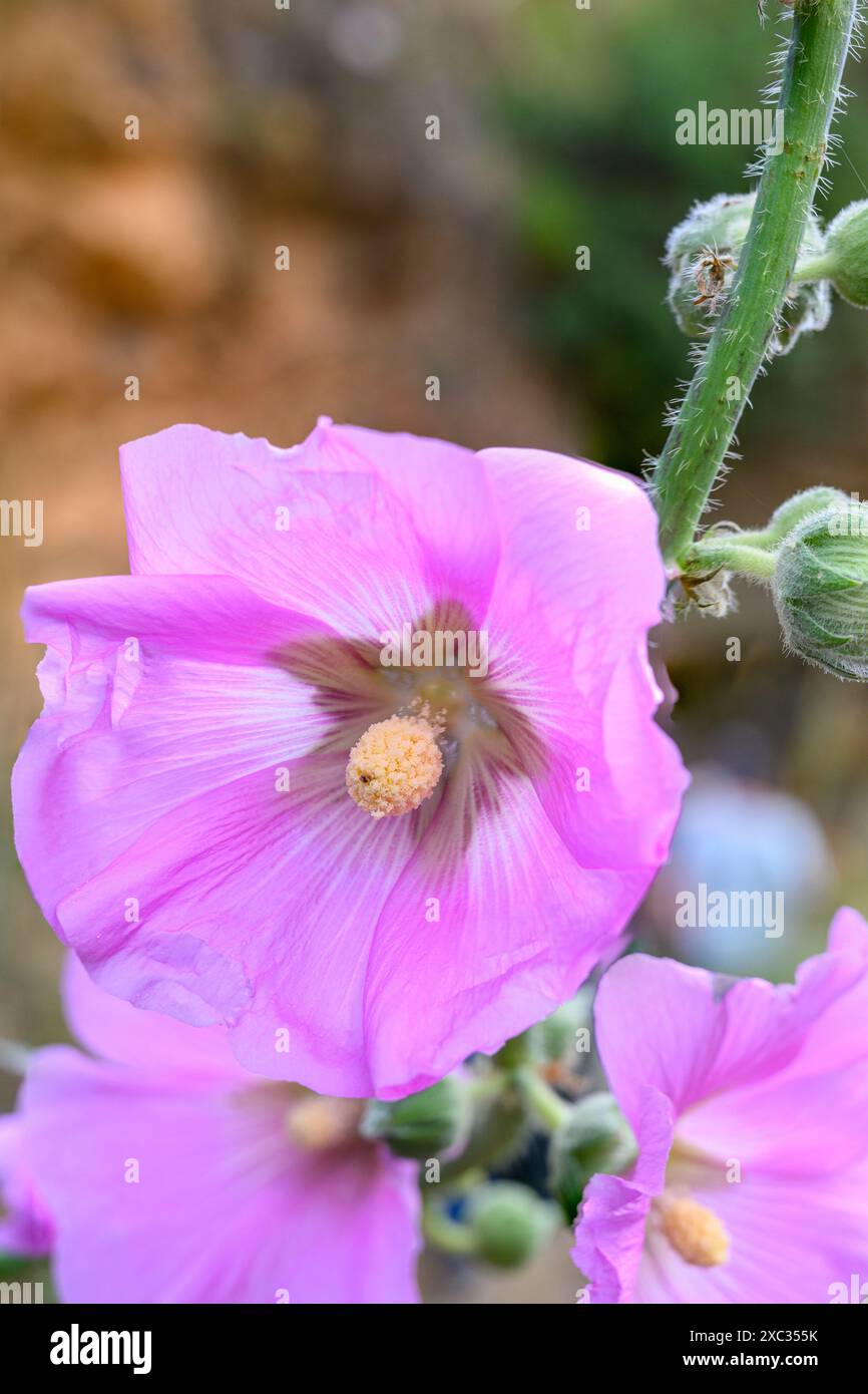 pink flowers and buds of the Bristly Hollyhock (Alcea setosa) خطميه ...
