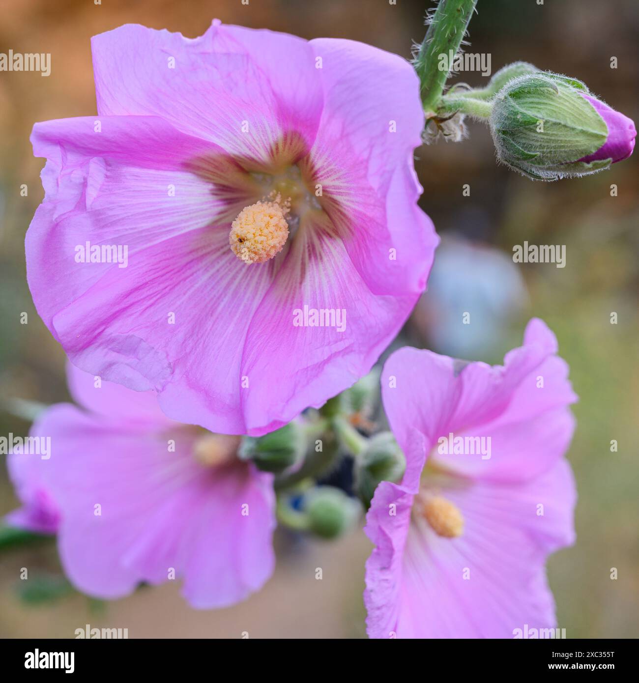 pink flowers and buds of the Bristly Hollyhock (Alcea setosa) خطميه ...