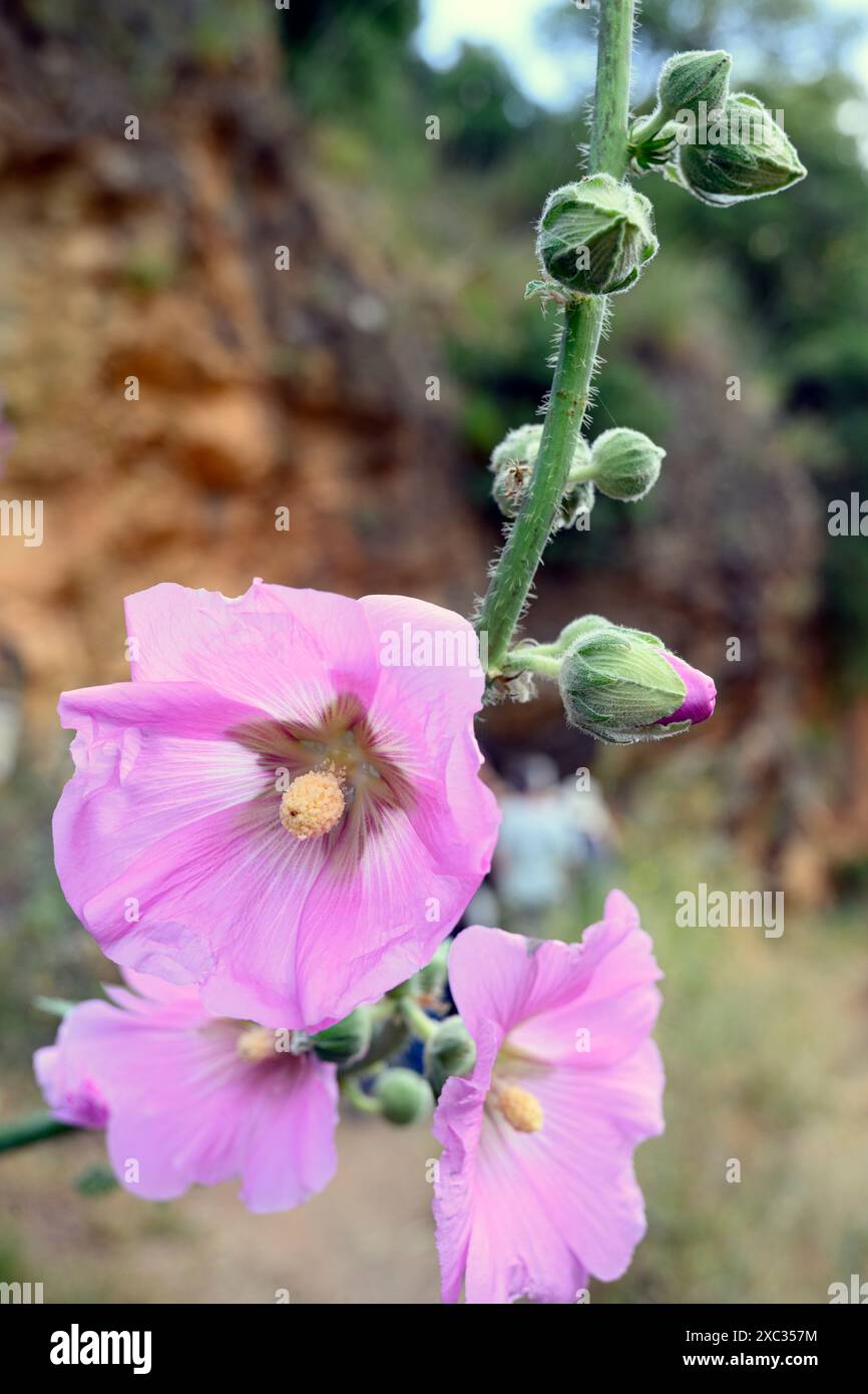 pink flowers and buds of the Bristly Hollyhock (Alcea setosa) خطميه ...