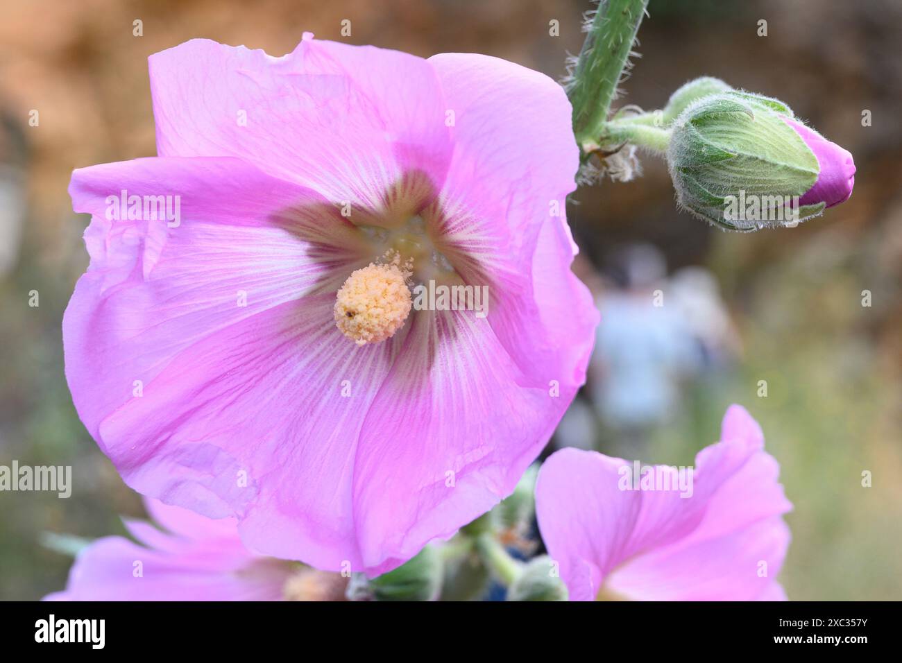 pink flowers and buds of the Bristly Hollyhock (Alcea setosa) خطميه ...
