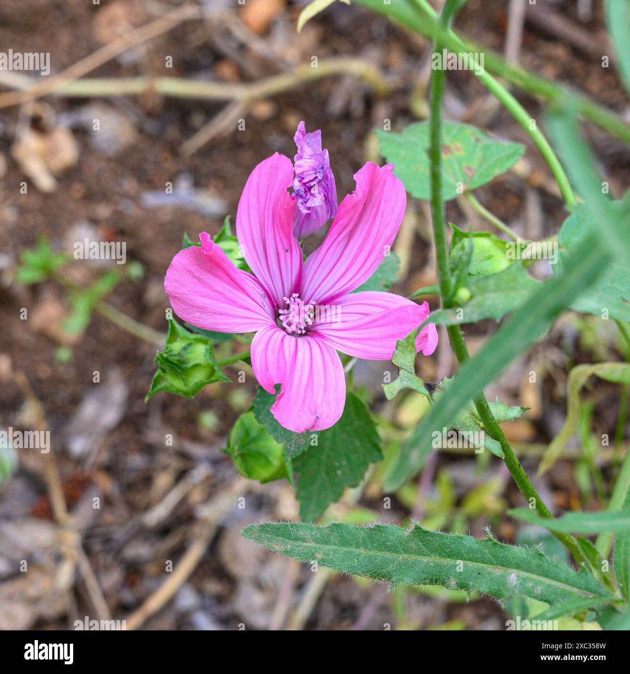 Common mallow (Malva sylvestris) Photographed in the Upper Galilee ...