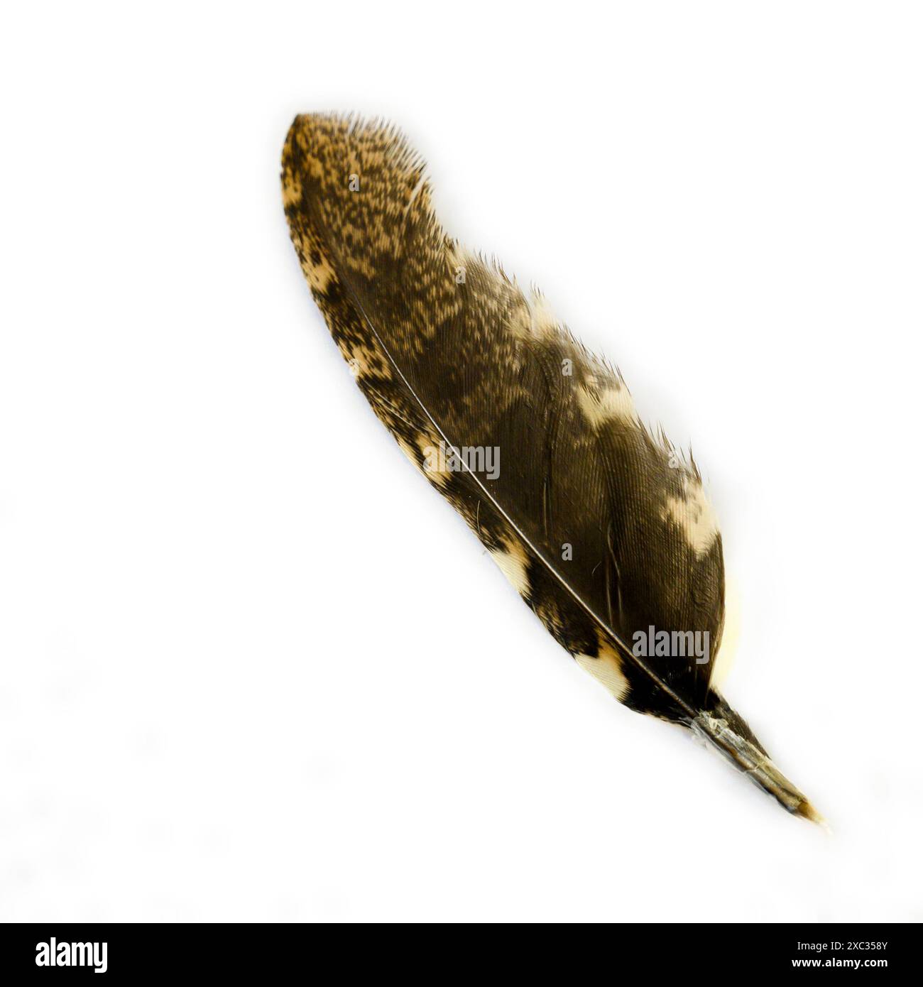 Feather anatomy hi-res stock photography and images - Alamy
