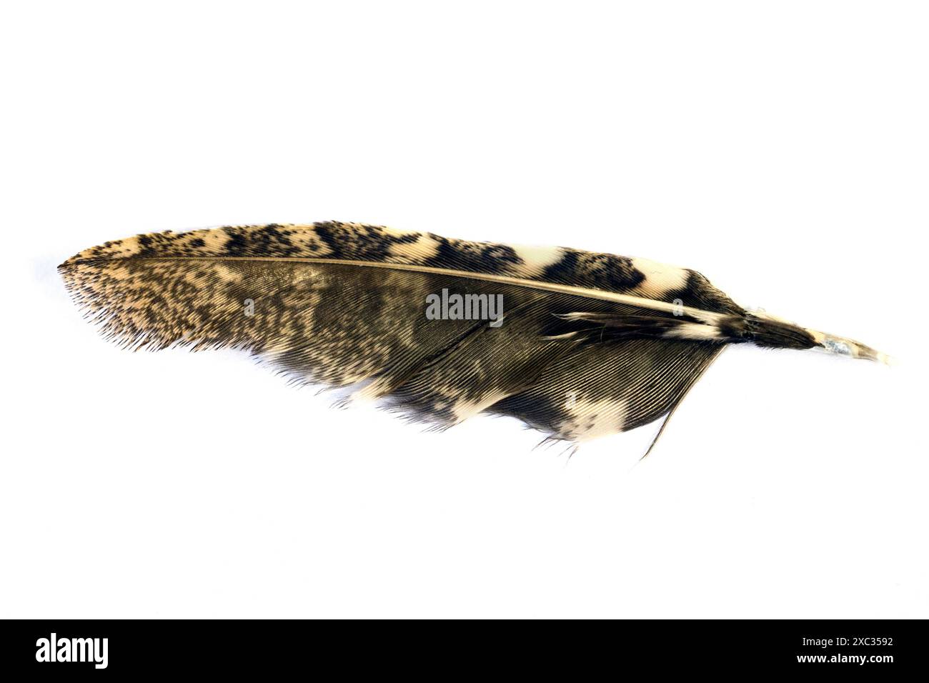 Feather anatomy Cut Out Stock Images & Pictures - Alamy