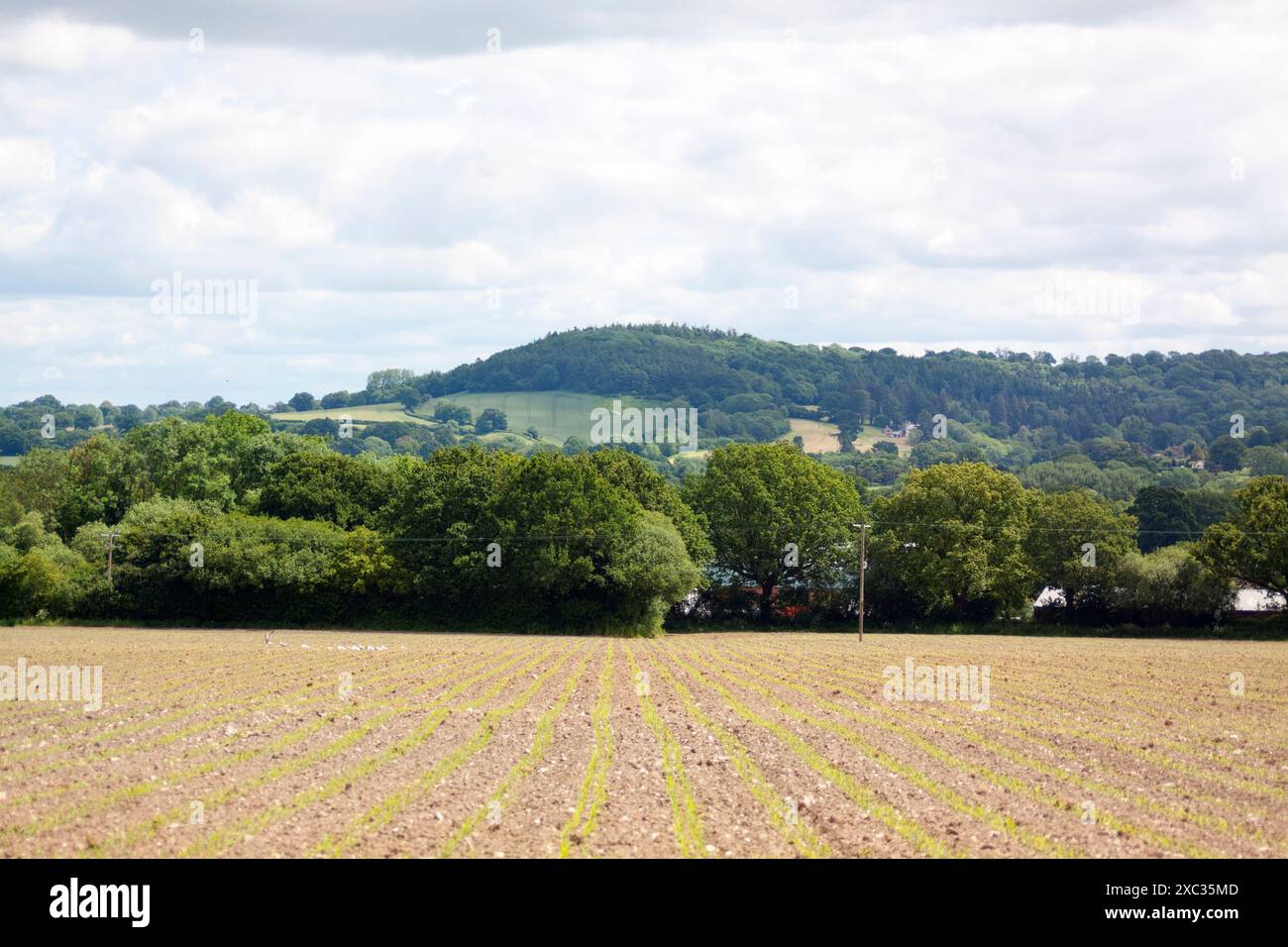 Crops growing on Farm Land in Somerset England Stock Photo - Alamy