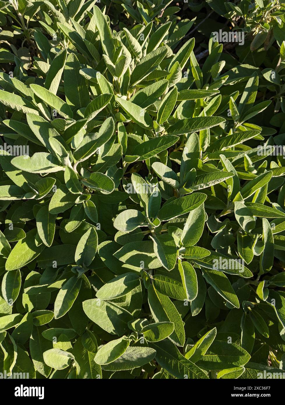 Sage spice garden hi-res stock photography and images - Alamy