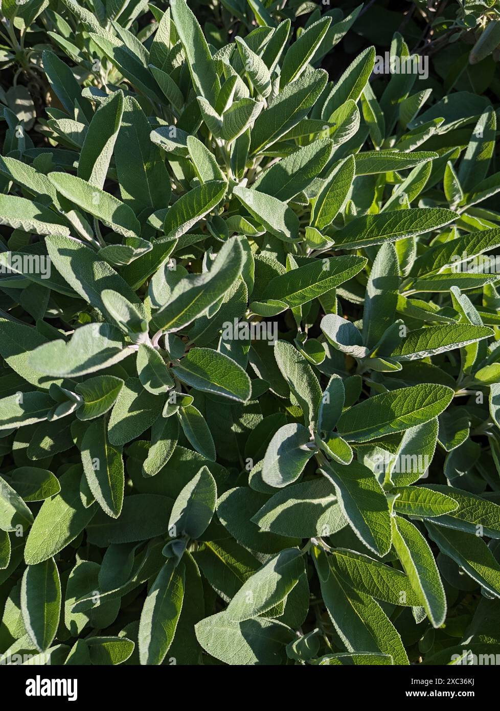 Sage spice garden hi-res stock photography and images - Alamy