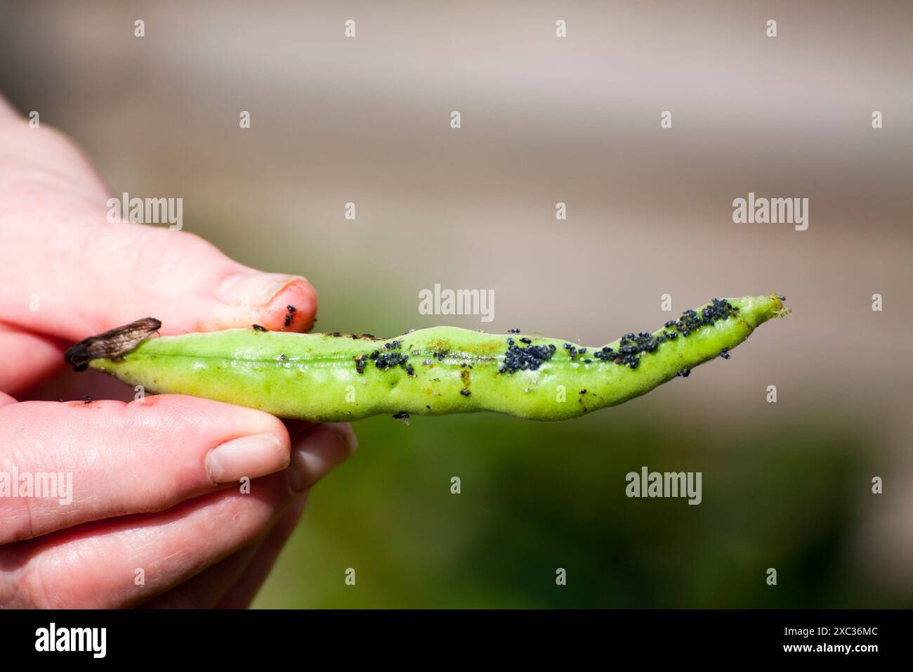 Person Holding a Broad Bean (vicia faba) with Aphids (aphidoidea) on ...