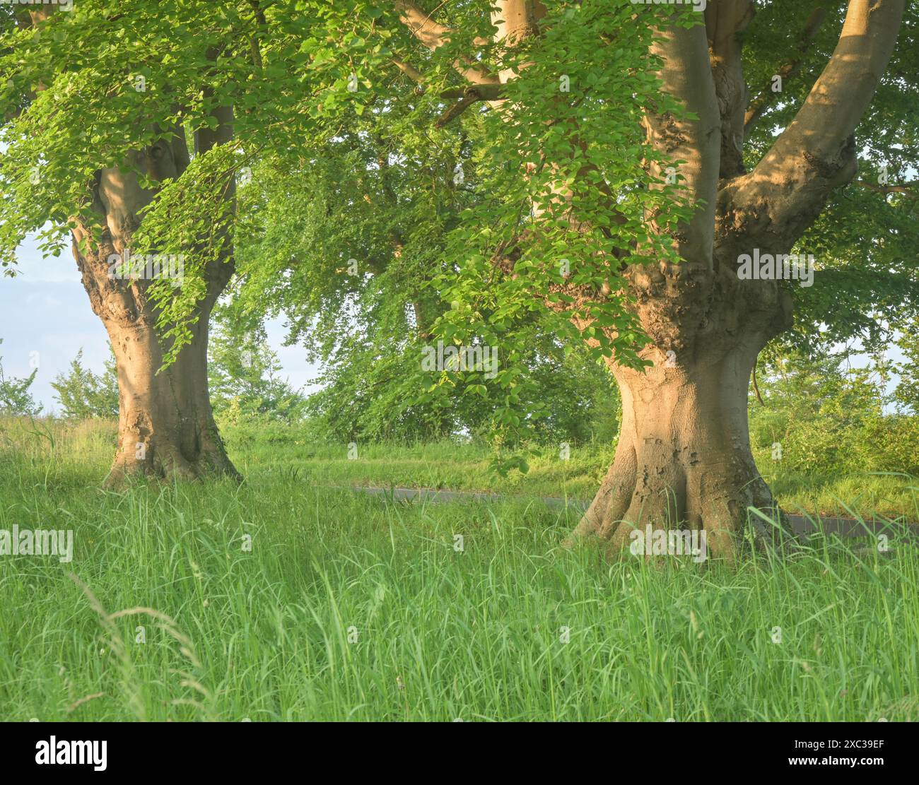 Dorset trees hi-res stock photography and images - Alamy