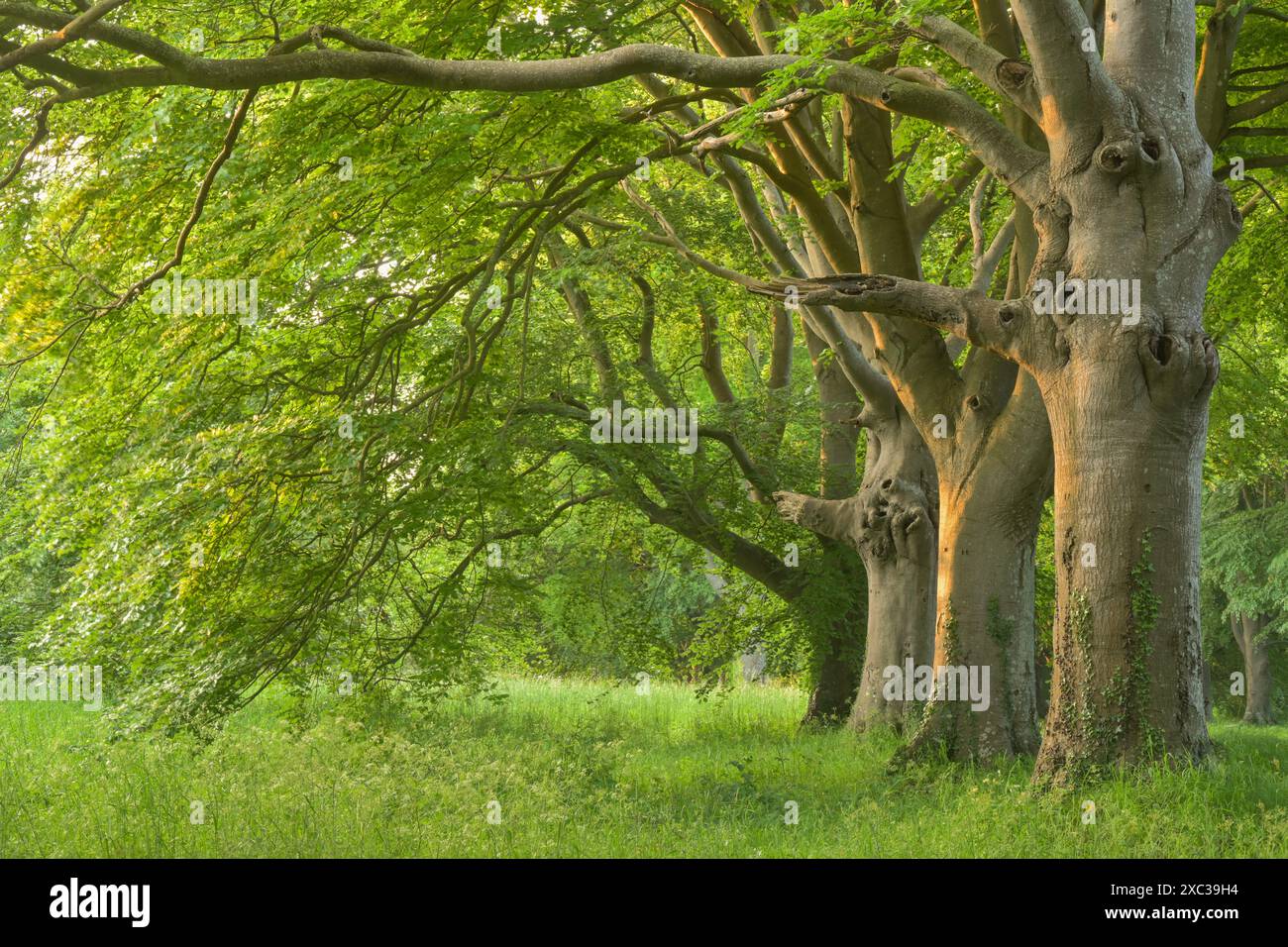 Beech tree lined road hi-res stock photography and images - Alamy