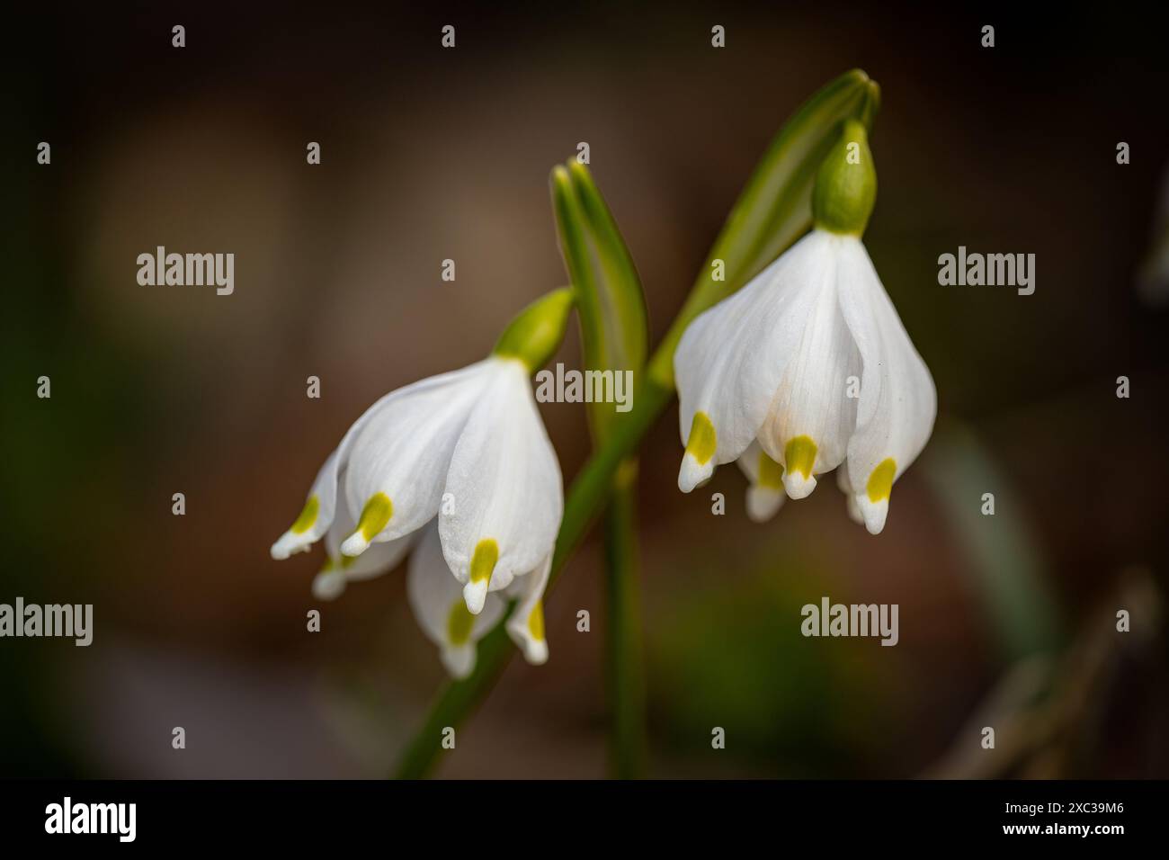 March snowdrop hi-res stock photography and images - Alamy