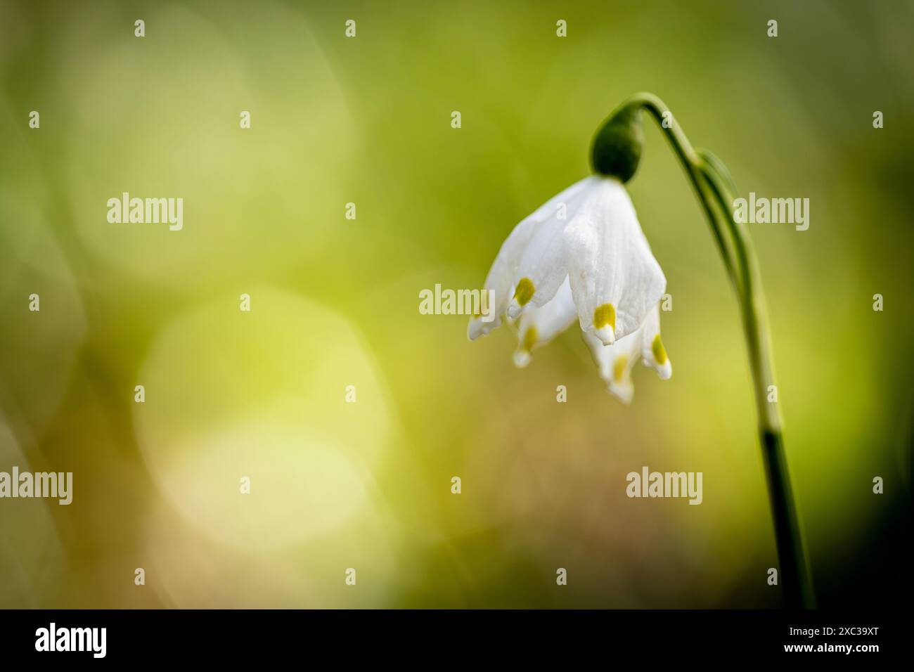 March snowdrop hi-res stock photography and images - Alamy