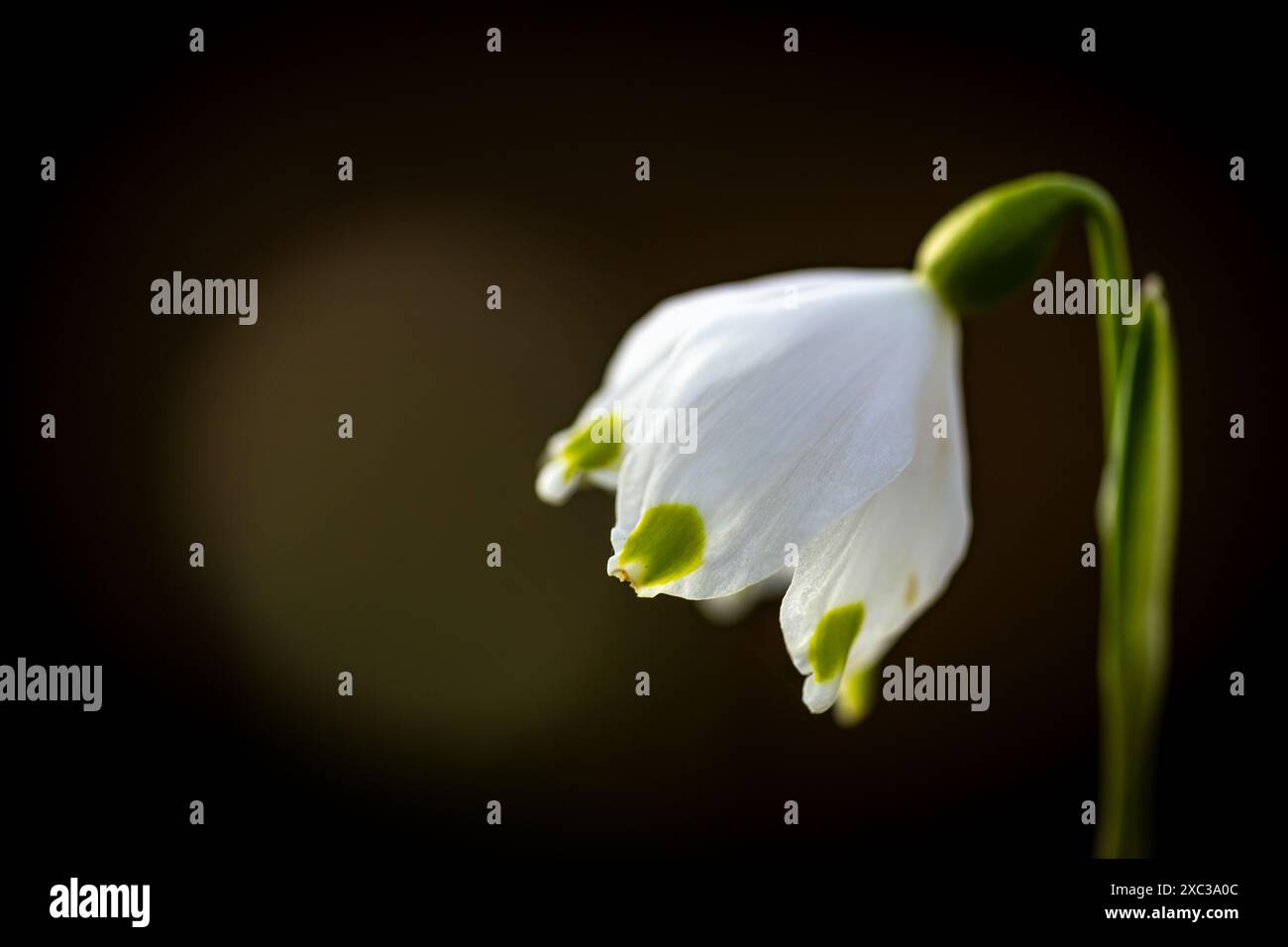March snowdrop hi-res stock photography and images - Alamy