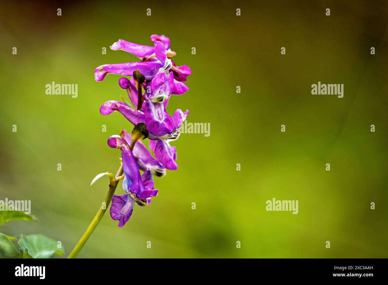 Larkspur leaf hi-res stock photography and images - Alamy