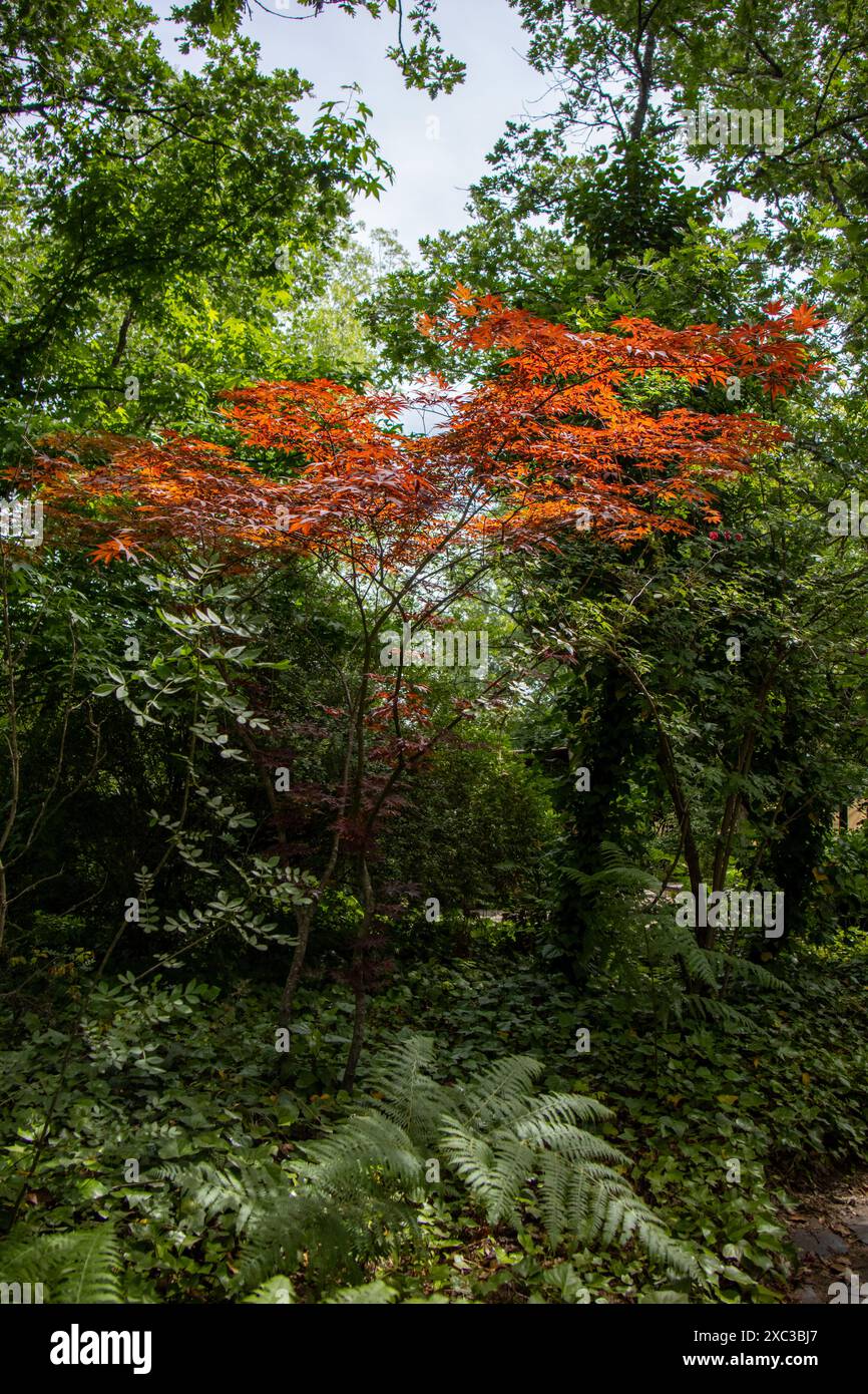 Fondo verde y rojo hi-res stock photography and images - Alamy