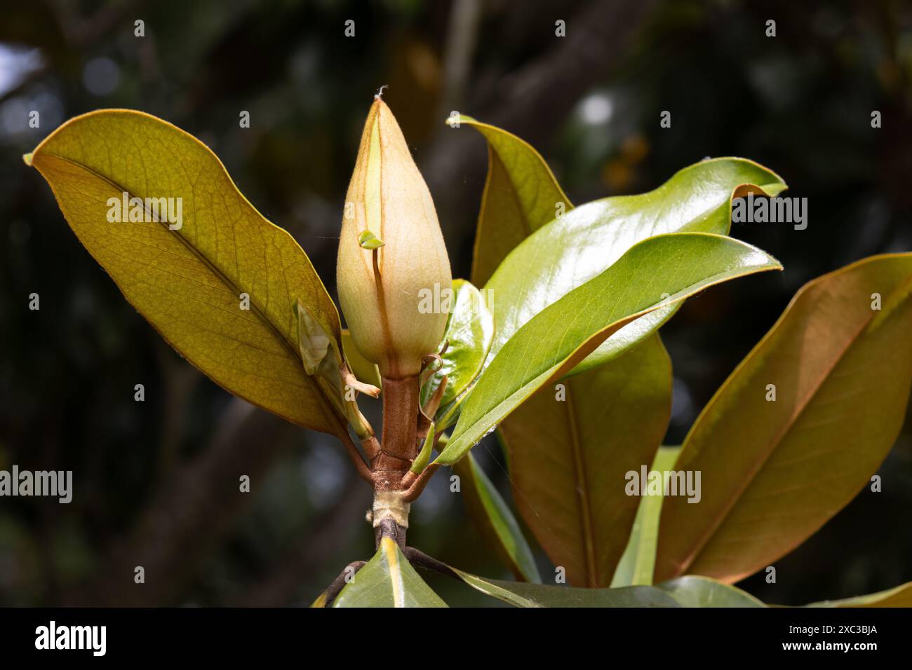 Capullo en flor hi-res stock photography and images - Alamy