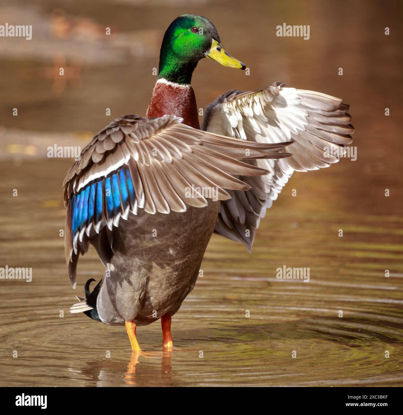 A male mallard duck flapping its wings, showing off the bright blue ...