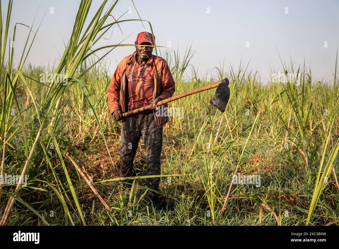 Sonysugar cane plantation hi-res stock photography and images - Alamy