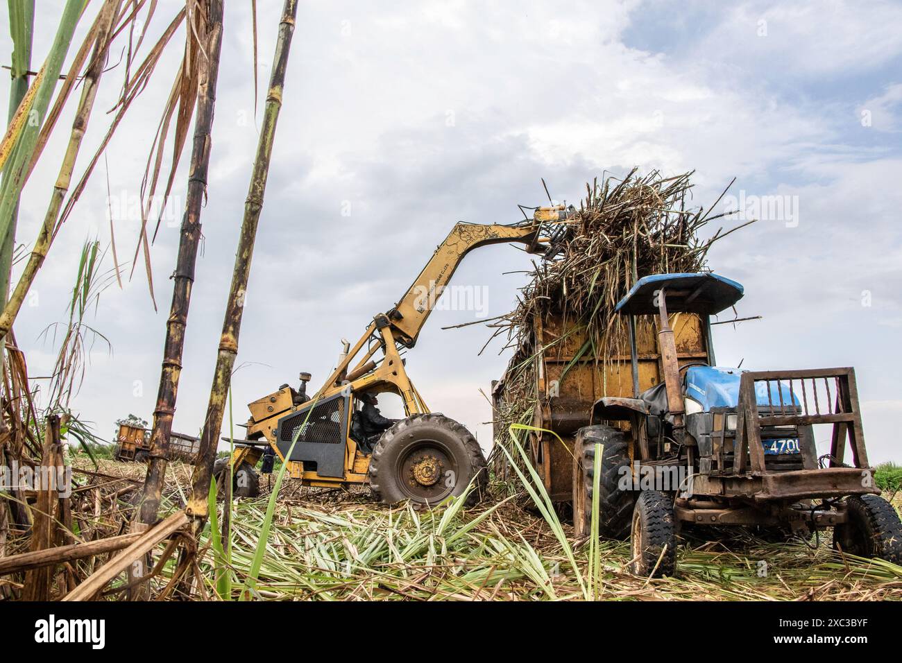 A sugar cane grabber gathers and loads sugarcane on a waiting tractor ...