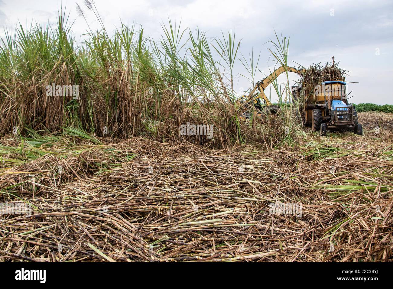 A sugar cane grabber gathers and loads sugarcane on a waiting tractor ...