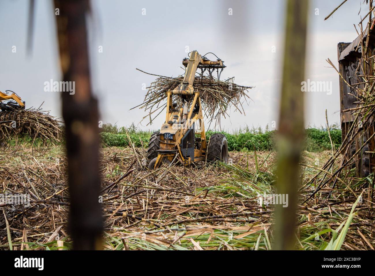 A sugar cane grabber gathers and loads sugarcane on a waiting tractor ...