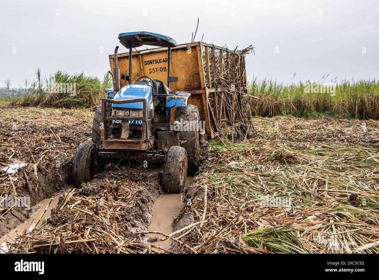 A tractor stuck in the mud during sugar cane harvesting at a South ...