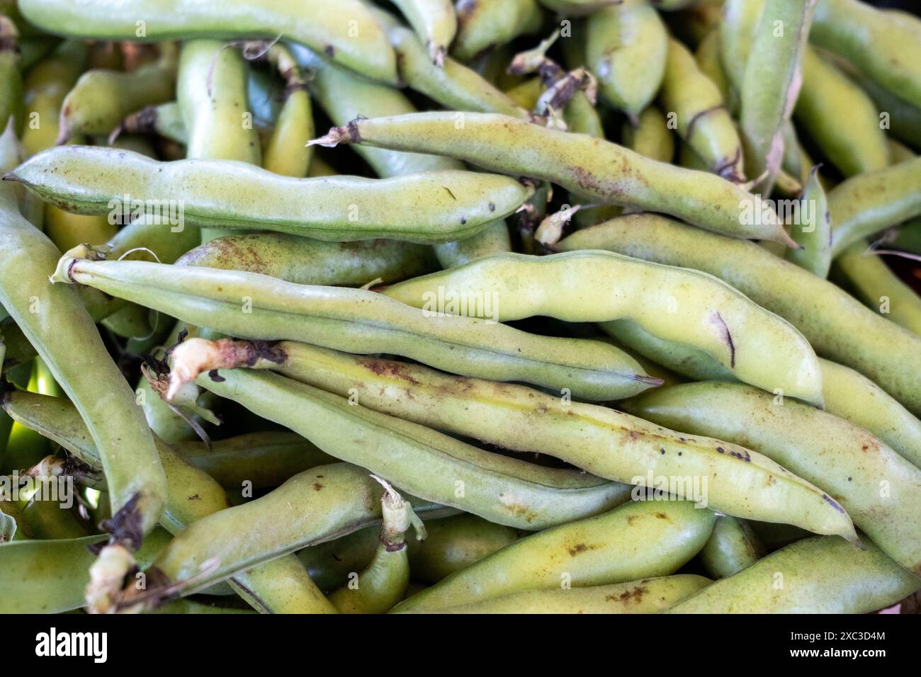 Sale of green beans at the market in the medieval village of Castelnou ...