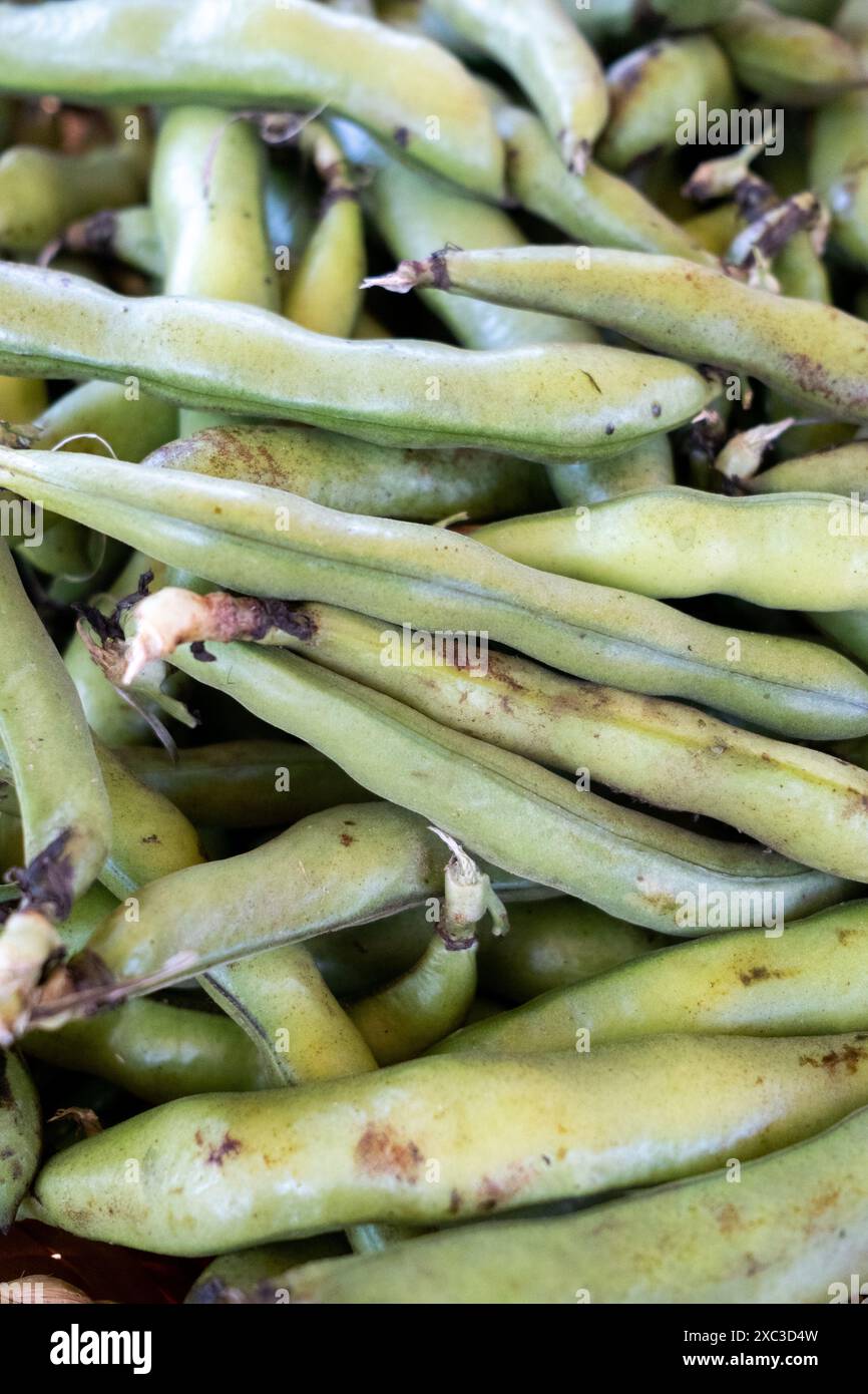 Sale of green beans at the market in the medieval village of Castelnou ...