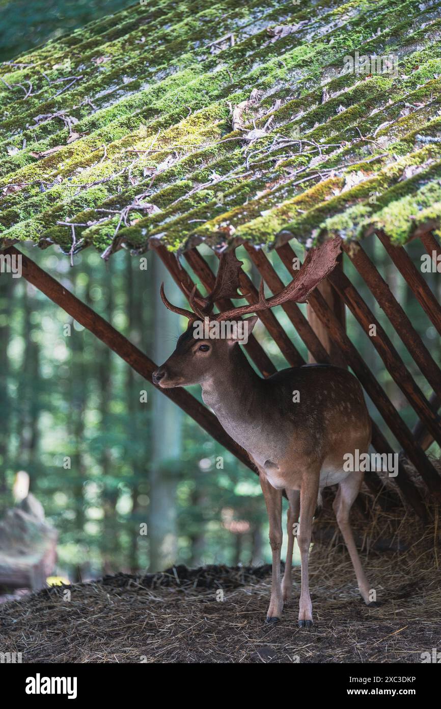 European fallow deer buck standing near a feeder at the Kaiserslautern ...