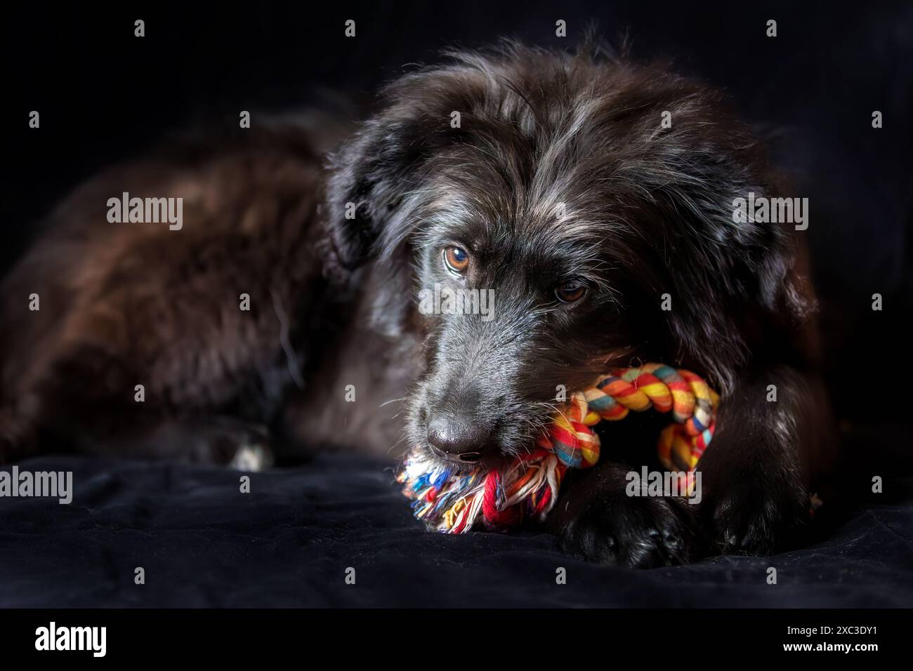 Black dog puppy lying down and chewing knot rope bone toy, portrait on ...