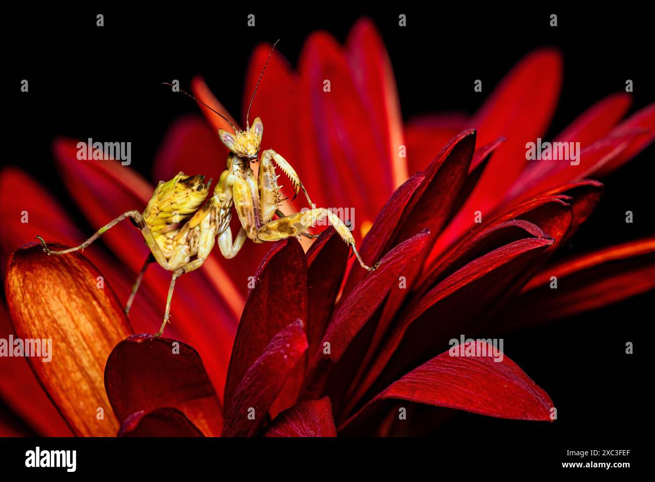 A praying asian flower mantis Stock Photo - Alamy