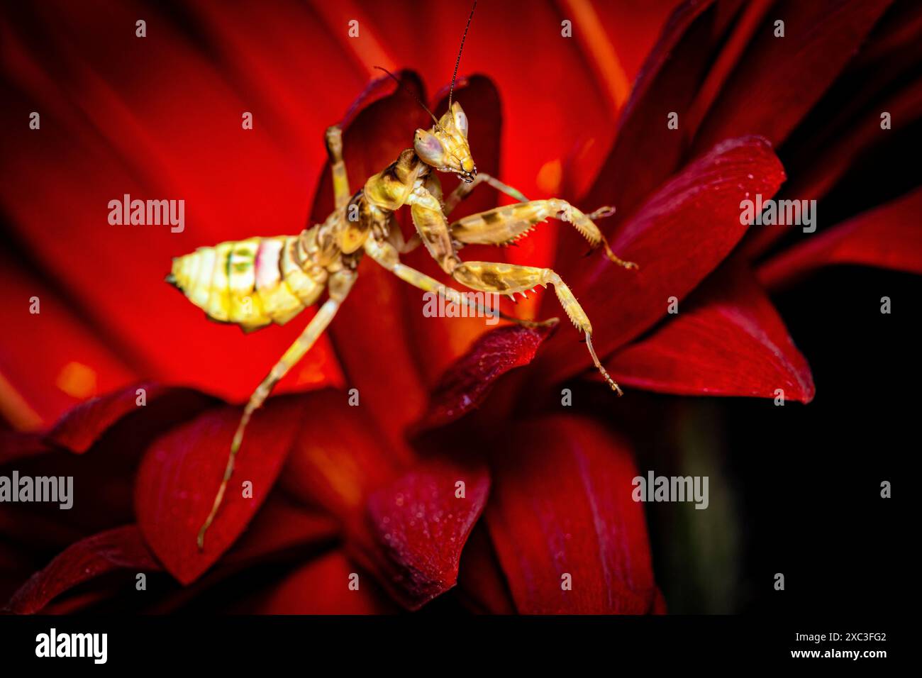 A praying asian flower mantis Stock Photo - Alamy