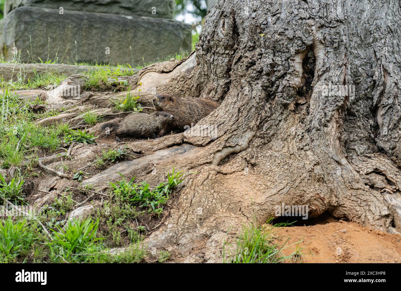 American Groundhogs live under the tree in historic famous Riverside ...