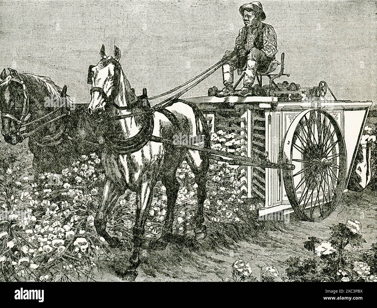 1800s plants hi-res stock photography and images - Alamy