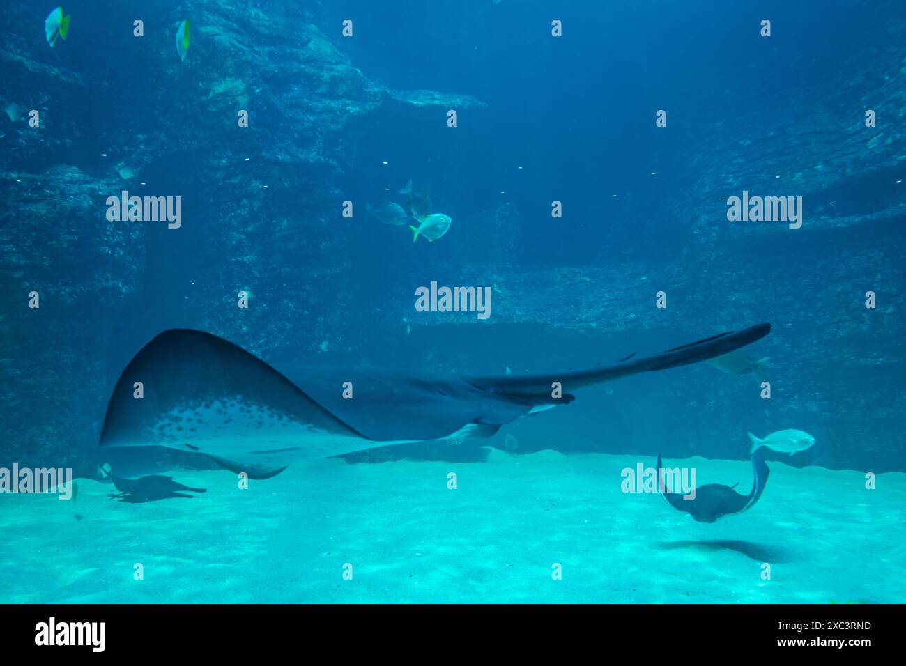 Stingrays underwater hi-res stock photography and images - Alamy