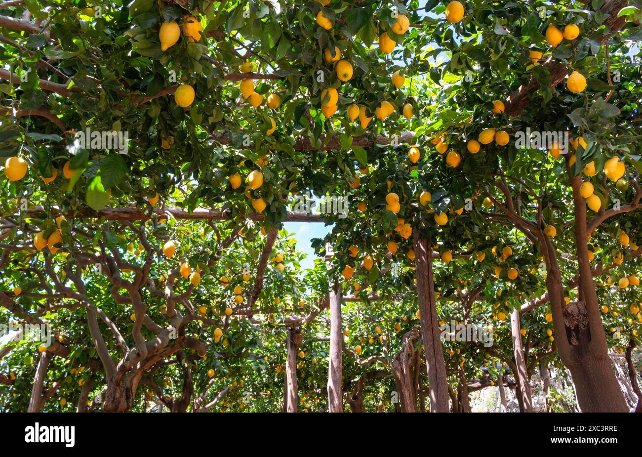 Lemons orchard hi-res stock photography and images - Alamy