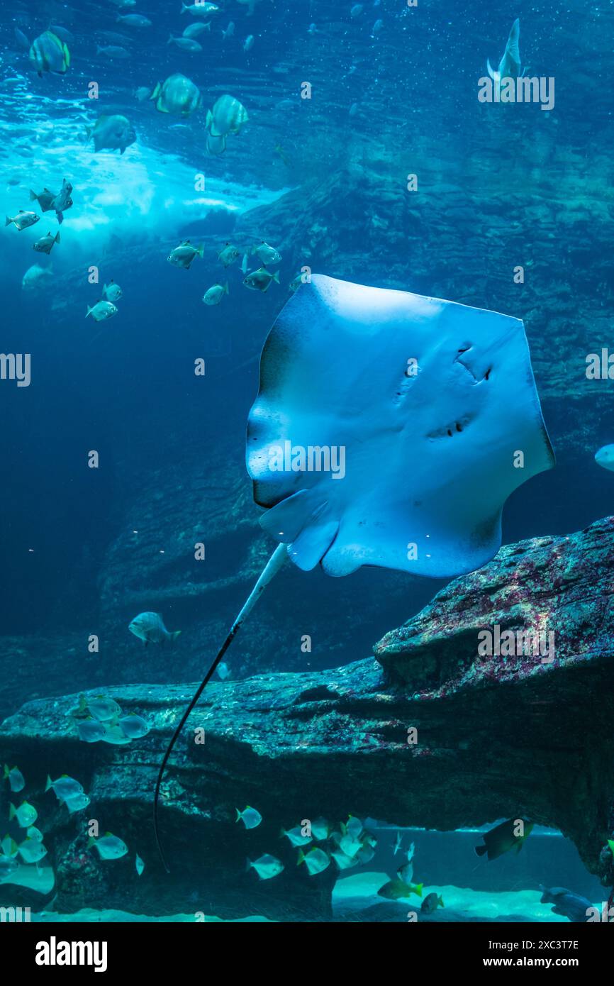 Stingray and starfish underwater hi-res stock photography and images ...