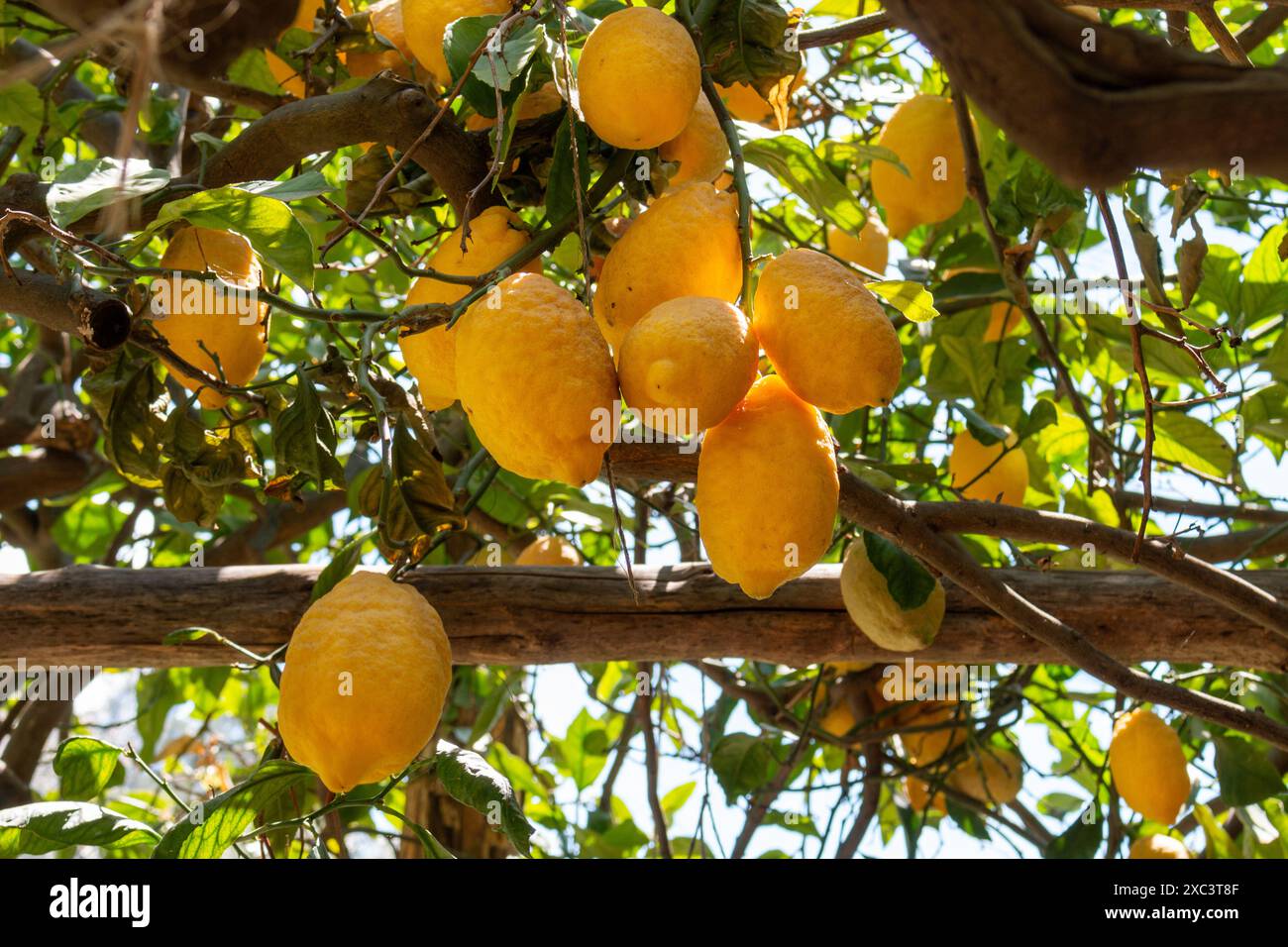 Lemon tree grove hi-res stock photography and images - Alamy