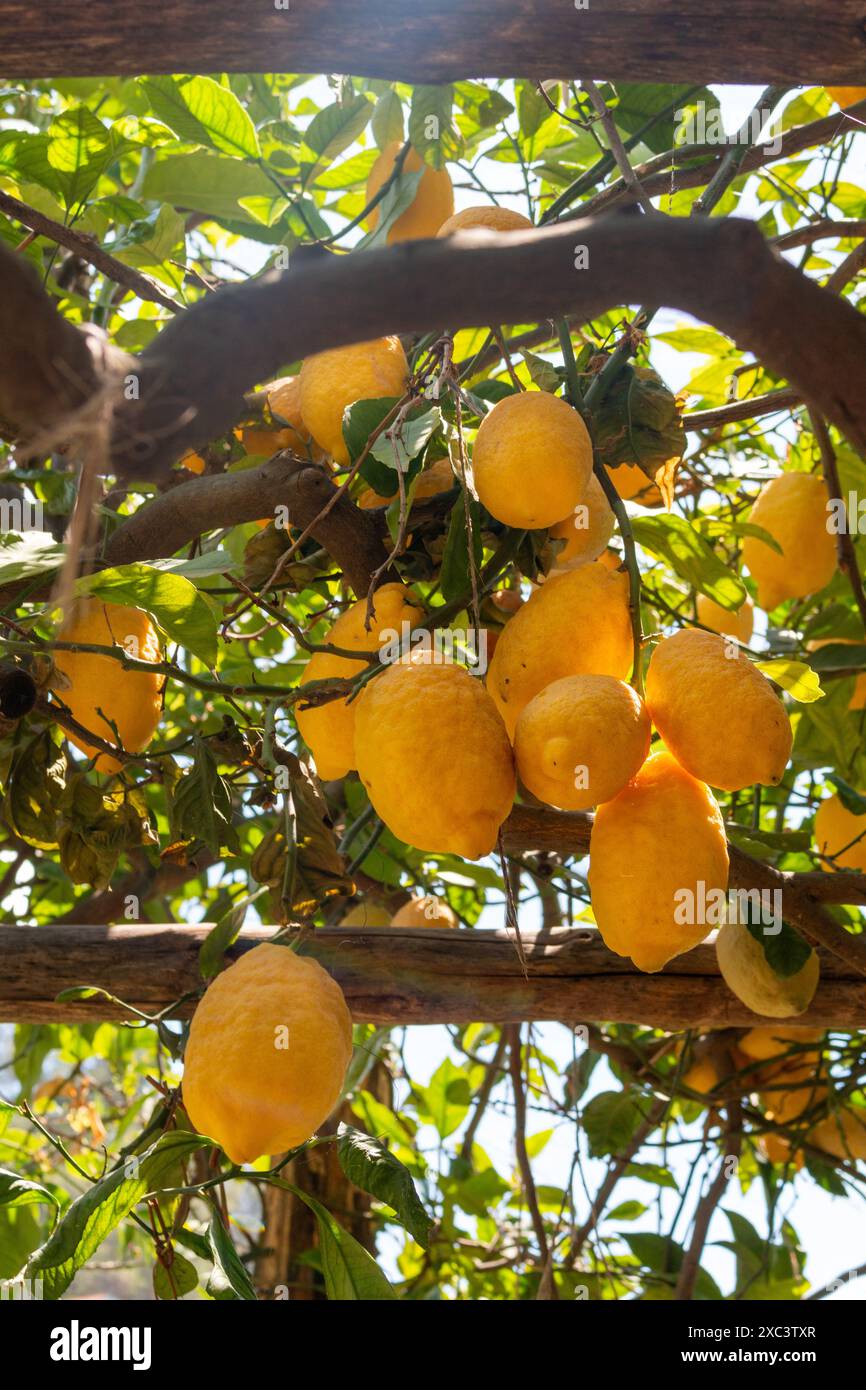Lemon grove hi-res stock photography and images - Alamy