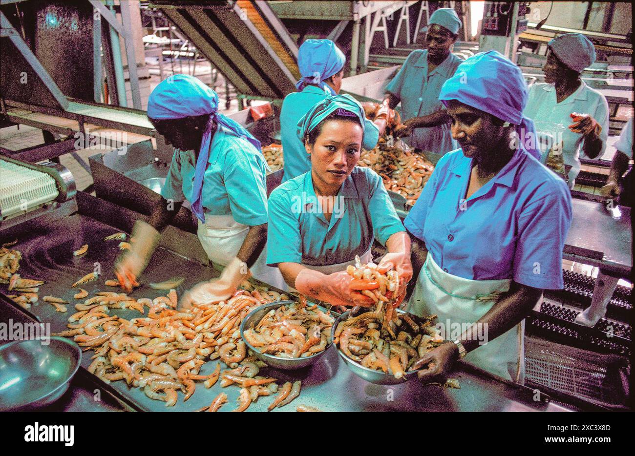 Suriname - Peeling shrimp on the production line of a fish processing ...