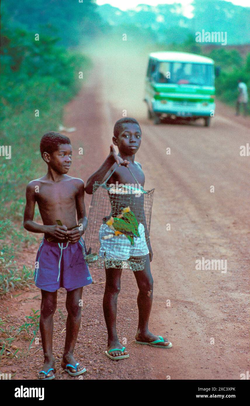 Suriname - Maroon boys sell captured Amazon parrots to passers-by Stock ...