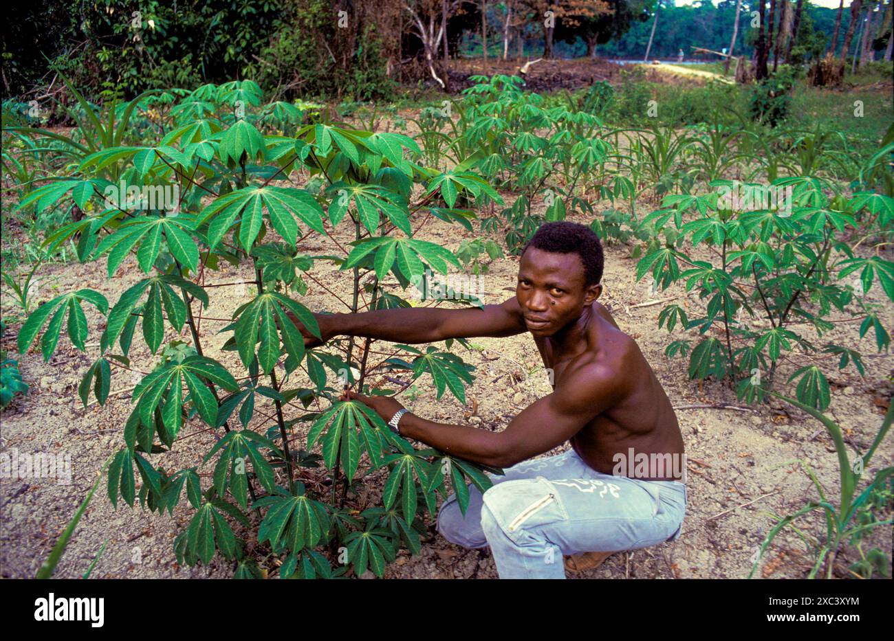 Suriname - man in cassava field in the Amazon rainforest. After he ...