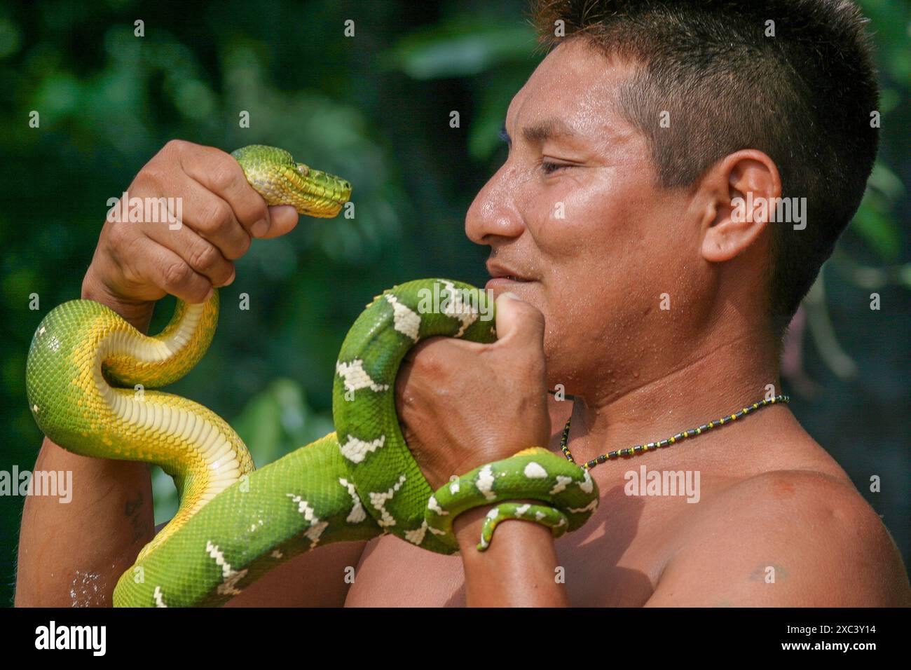 Suriname, Tepu. A member of the Trio tribe with an emerald tree boa in ...