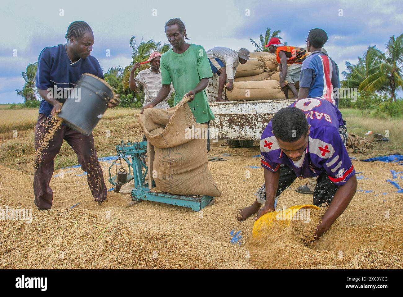 Suriname, Nickerie. Men bag the rice harvest for transport Stock Photo ...