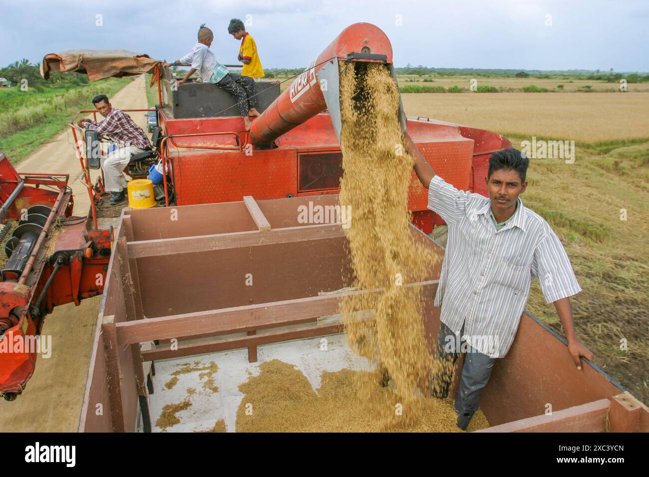 Suriname, Nickerie. Farmer on his combine harvester with the rice ...