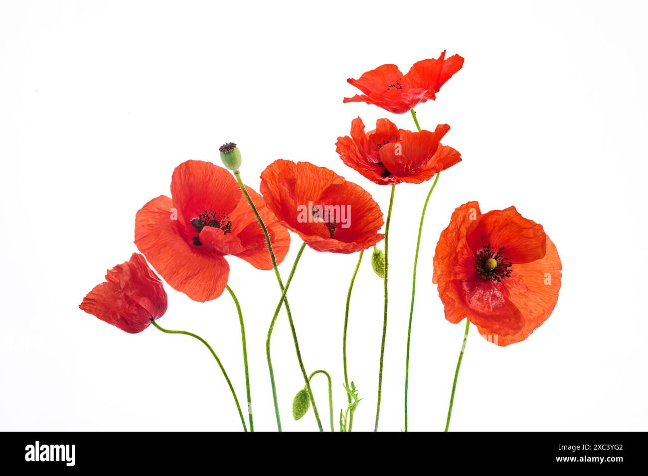 Vibrant Red Poppies isolated on white background. Symbol of remembrance ...