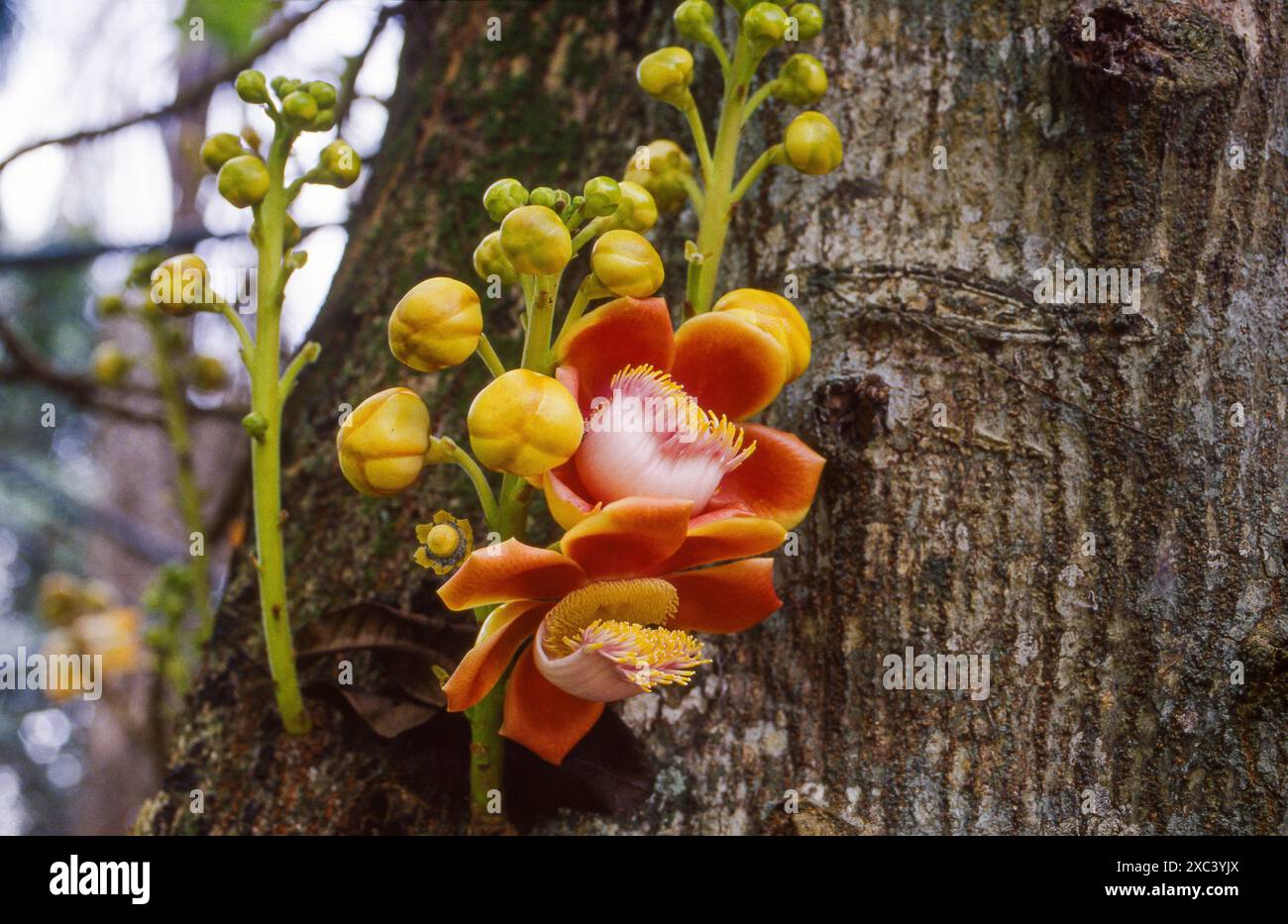 Suriname - Shorea robusta flower or Sal tree flower in the Amazon ...