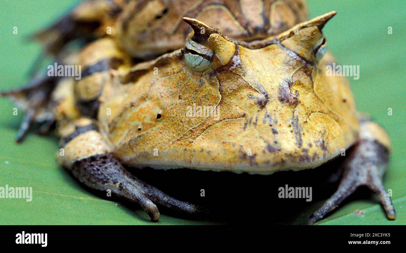 Suriname, two frogs of the endangered species of a horned frog in the ...